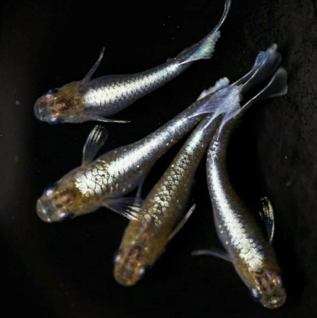 ASUKAOROTI MEDAKA RICE fish eggs 20+α 飛鳥オロチ made in Japan tropical fish ...