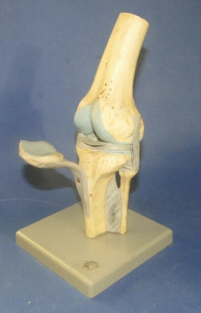 ANTIQUE MODEL ANATOMY Skull Anatomic Somso Anatomical Model Vintage £ ...