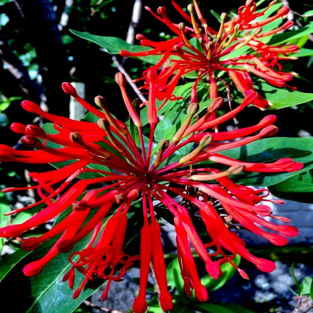 10 CHILEAN FIREBUSH Tree Seeds Embothrium coccineum Flame Flower Plant ...