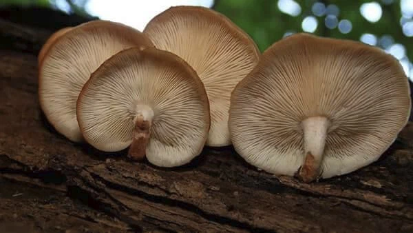 AUSTRALIAN SHIITAKE (LENTINULA Lateritia) Mushroom Liquid Culture. £7. ...