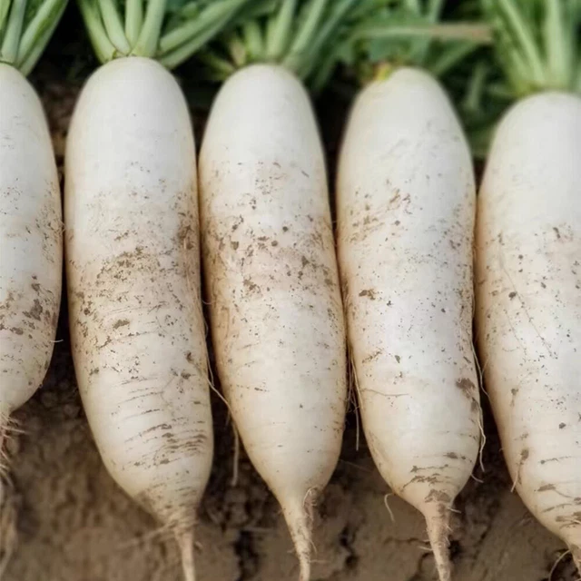 RETTICH DIAKON MOOLI – Four Seasons – 500 Samen – Einfach Anzubauen ...