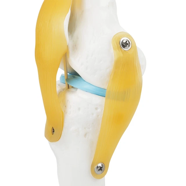 LIFE SIZE HUMAN Knee Joint Model For Skeleton Anatomy Teach With ...