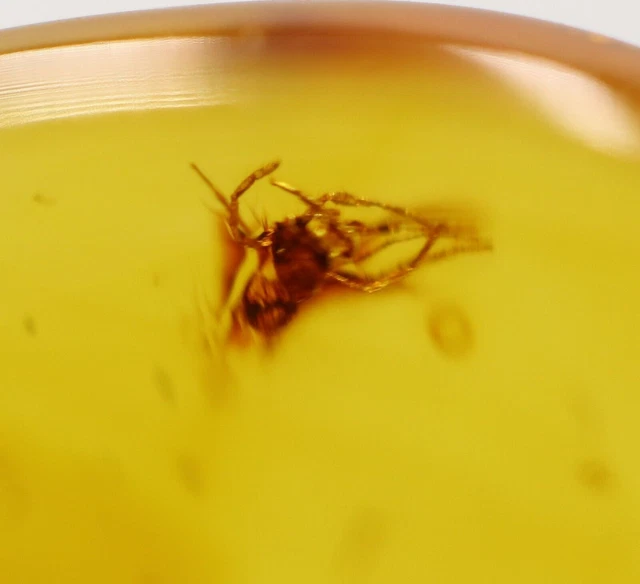 AMBRA BALTICA CON insetto ragno | Inclusione fossile in vera ambra ...