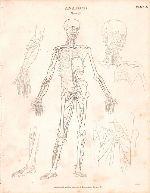 1803 DATATO STAMPA Anatomia ~Myology~ Diagramma Muscoli Scheletro ...
