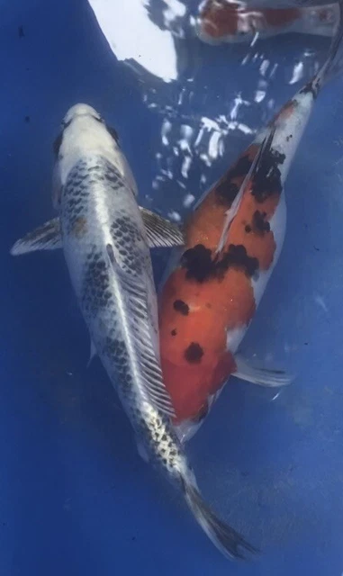 KOI CARP X 8 10” Sanke, Shiro Goshiki Kohaku Shusui Ginrin Mukashi ...