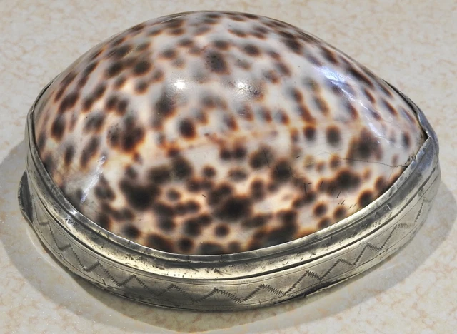 ANTIQUE COWRIE SHELL Snuff Mull with Pewter Mount £78.72 - PicClick UK