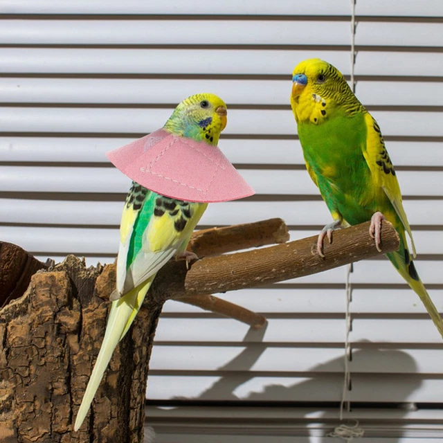 CHICKEN COLLAR PARROT Neck Band Cones Bird Anti-biting Supply Collars £ ...