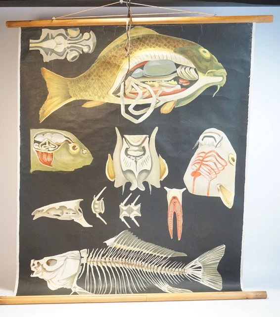 ANTIQUE SCHOOL LEHRKARTE Wall Map Tieranatomie Fish Carp Decor Country ...