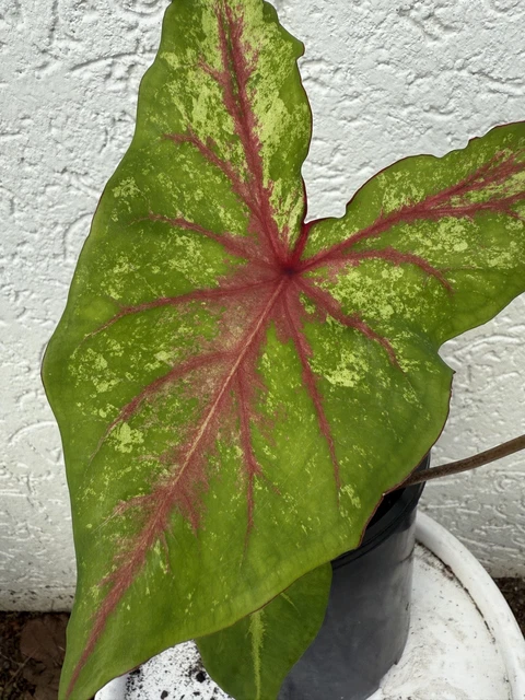 CALADIUM 🌻 😍 🍃 $15.00 - PicClick AU