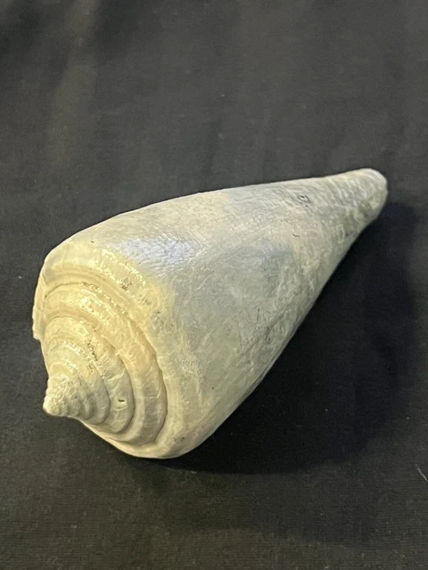 RARE FOSSILIZED CONE Shell From Central Florida, Pliocene Era. £9.49 ...