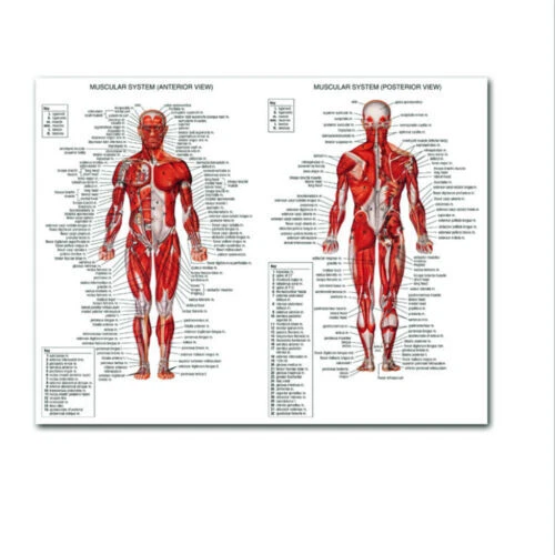 MUSCLE SYSTEM POSTER acupoint Anatomy Chart Human Body Educational Home ...