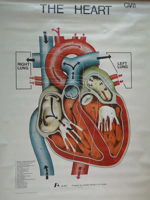 SUPPORT NHS - Adam Rouilly Medical Chart The Heart, Anatomical Vintage ...