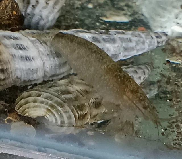 GIANT AFRICAN Fan Shrimp Atya gabonensis Lge 6-8cm £14.99 - PicClick UK