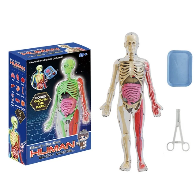HUMAN ANATOMY SQUISHY Body Model Science Kits Glow in the Dark ...