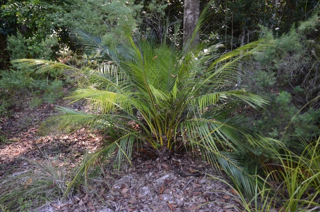 MACROZAMIA SERPENTINA Australian native cycad $9.00 - PicClick AU