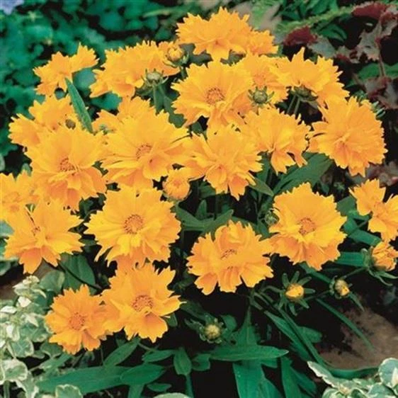COREOPSIS GRANDIFLORA DWARF 'Presto' Perennial Garden Plug Plants Pack ...