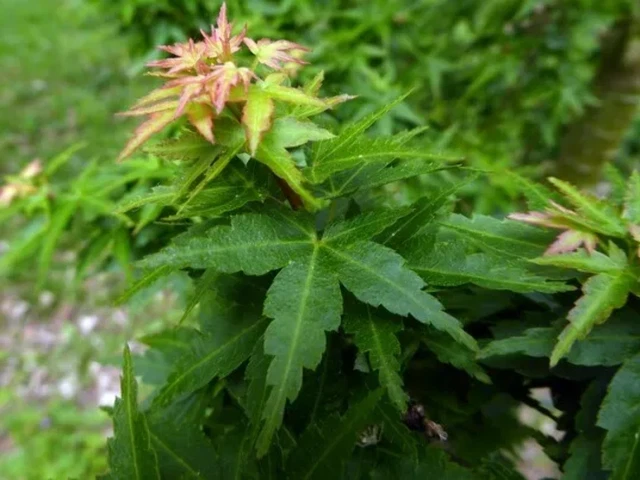 ACER PALMATUM CV " Kiyohime Ou Little Princess " Franco - Érable ...