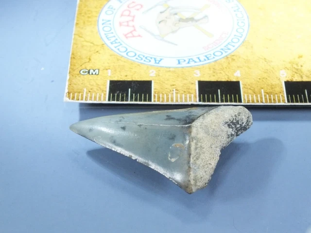 FOSSIL MAKO SHARK Tooth Australian: Isurus hastalis (EA8798) Portland ...