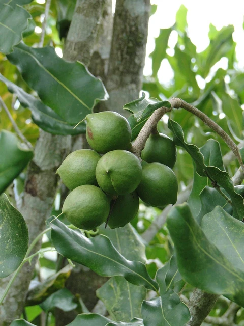 NATIVE-MACADAMIA NUT PLANT-FRUIT Tree-Native Bush Food Tucker Garden ...