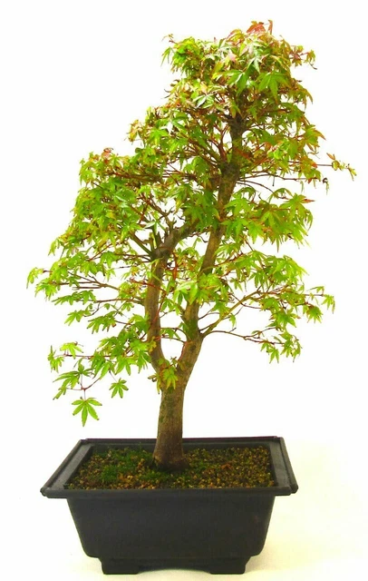 20 SEEDS JAPANESE Green Maple Tree bonsai rare plant for home Garden £2 ...