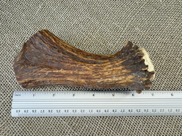 MOOSE STAG WIDE Antler Cut With Burr For Handle Crafting Art Decoration ...