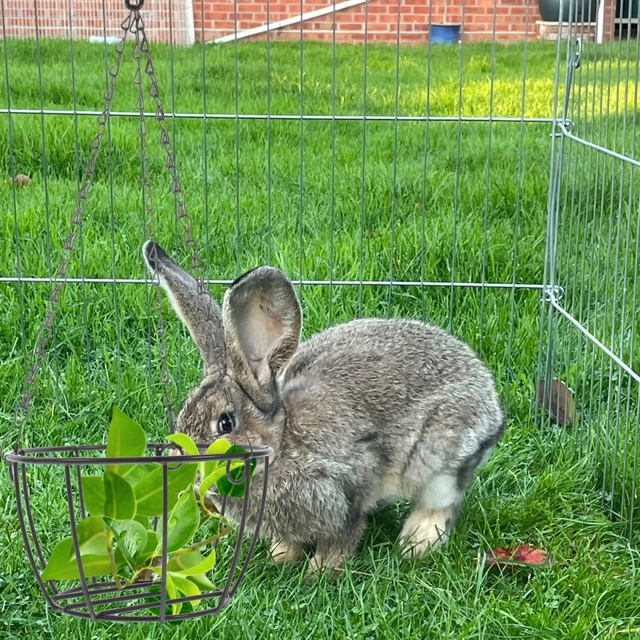 RABBIT FEEDER RACK Bunny Feeder Hanging Food Manger Grass Holder Food ...