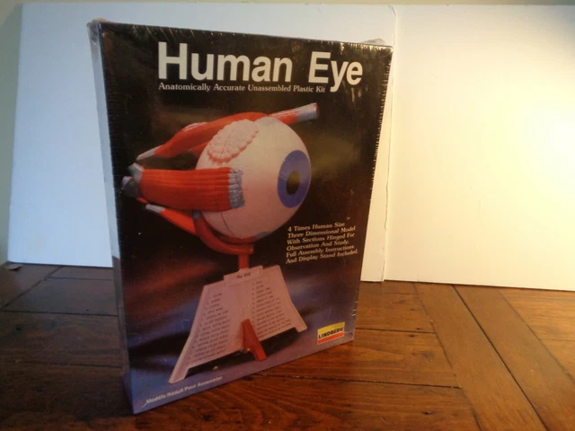 LINDBERG HUMAN EYE 4X scale Anatomically Accurate Model Kit Sealed £12. ...
