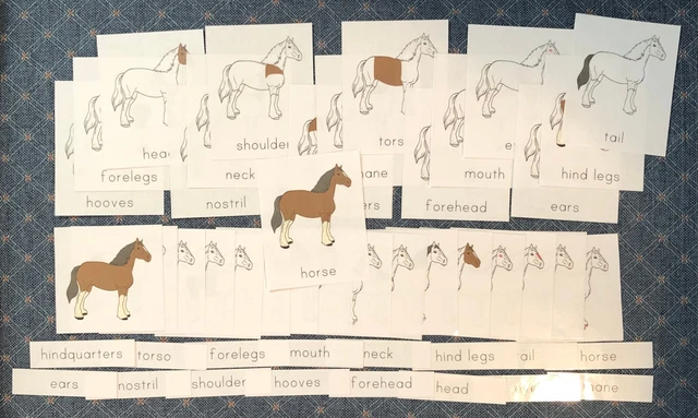 PARTS OF A Horse Montessori Laminated 3-Part Nomenclature Cards £5.70 ...