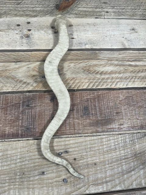 ANACONDA RUBBER SNAKE Model 12093 Yellow Brown 13” Bead In Realistic ...