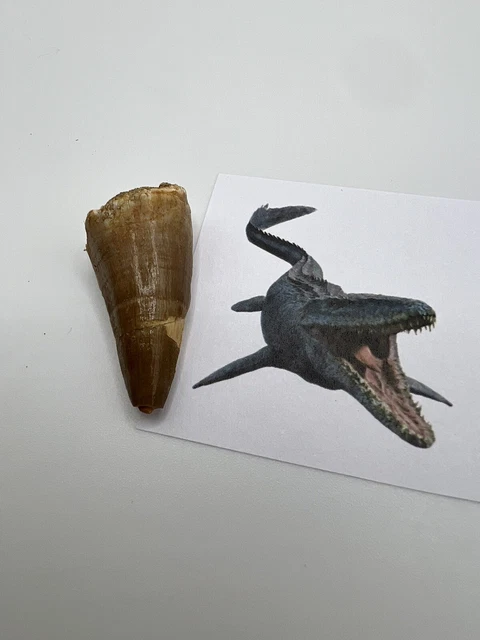 MOSASAUR TOOTH MAROC NO Dinosaur Dinosaure Dent Fossile Fossilien ...