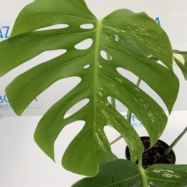 LARGE FORM!! MONSTERA deliciosa var Borsigiana Variegated Albo Rare ...