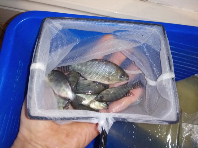 FISH OREOCHROMIS NILOTICUS Nile Tilapia live fingerlings baby fish ...