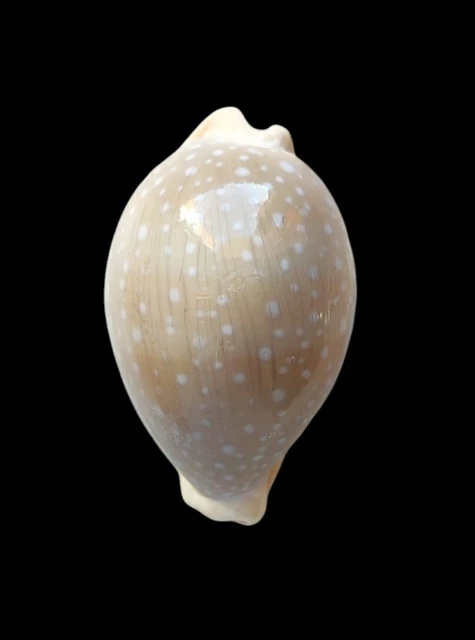 SHELL CONCHIGLIA CYPRAEA LYNCINA CAMELOPARDALIS mm.82,5 giant size ...