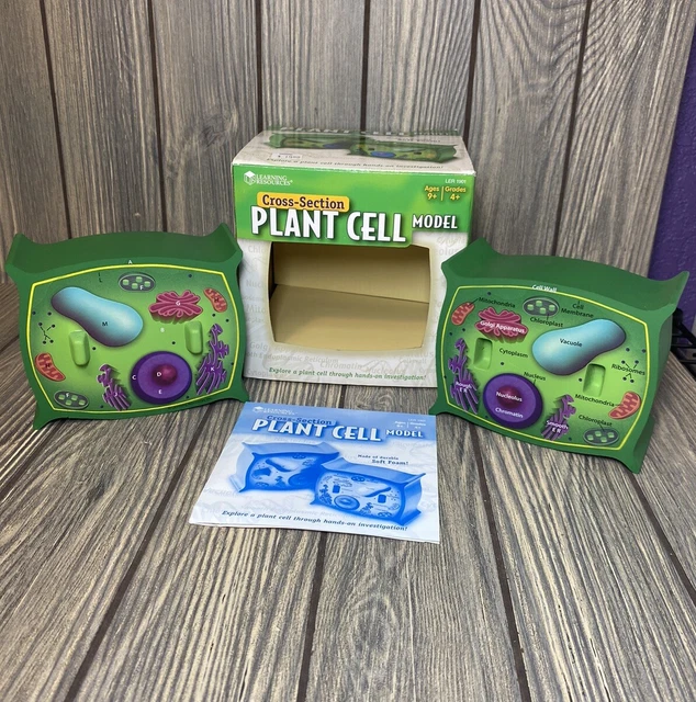 Cross-section Foam Science Teaching Tool Anatomy Learning Resources Plant Cell Model - Cross ...