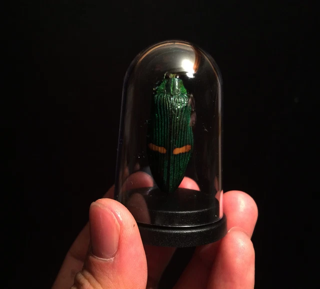 CABINET DE CURIOSITÉS Entomologie Globe Insecte Catoxantha opulenta de ...