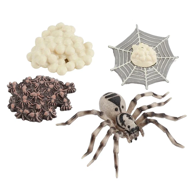LIFE CYCLE OF Spider Plastic Realistic Model Figurines Learning ...