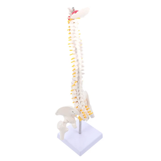 SPINE MODEL FOR Doctor Anatomy Vertebral Column Human Coccyx £33.29 ...