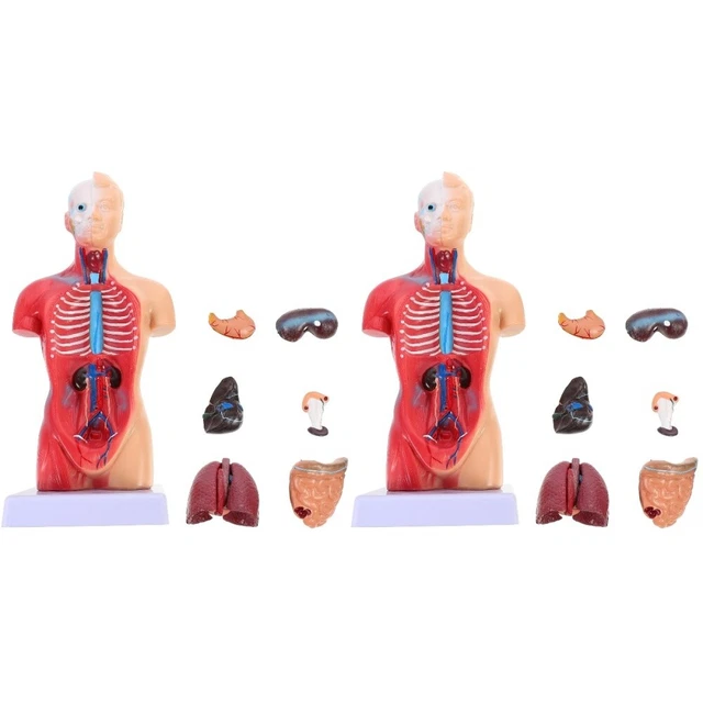 PEOPLE TORSO TEACHING Model Anatomy Visceral Model Anatomy Figure Model ...