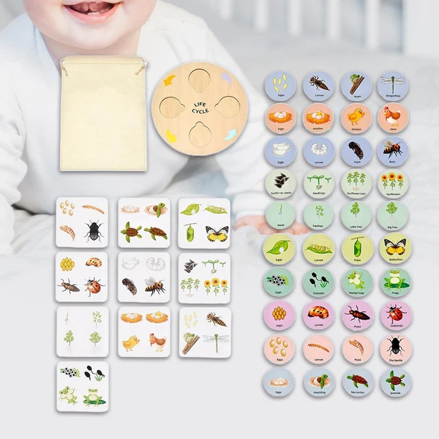 LIFE CYCLE TRAY Flash Cards Montessori Life Cycle Tray for Children £21 ...