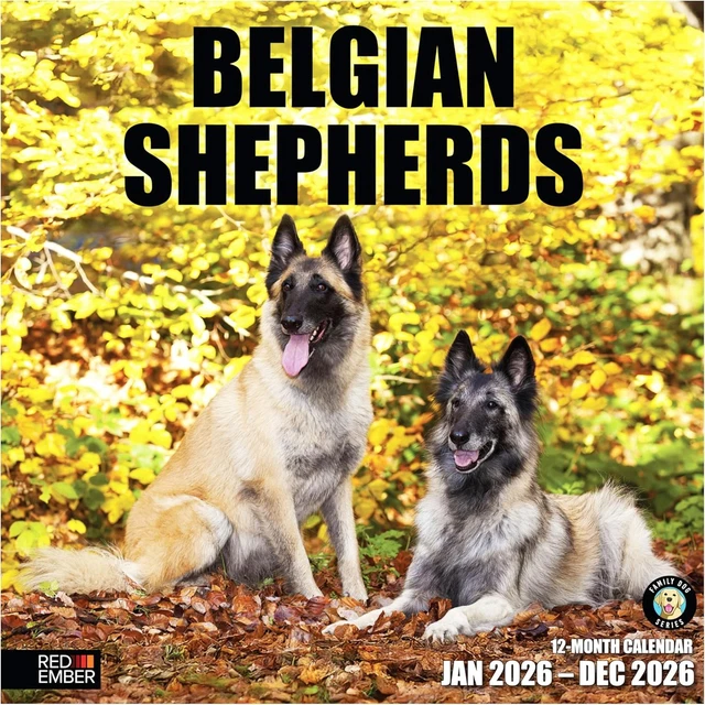 RED EMBER BELGIAN Shepherds 2026 Wall Calendar, 12" x 24", Giftable £14 ...