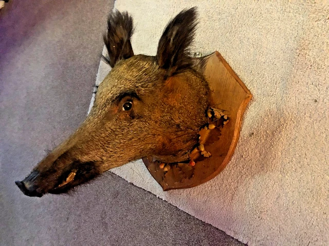 ANTIQUE VINTAGE ANTIQUE Taxidermy Wild Boars Head mounted solid wood ...