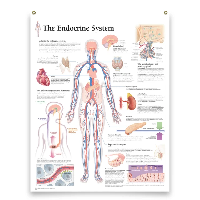 THE ENDOCRINE SYSTEM Laminated Medical Poster Diagram Doctors Office ...