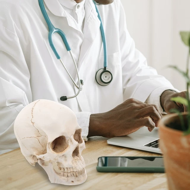 MEDICAL SKULL MODEL Detachable Human Skull Model Realistic Human Skull ...