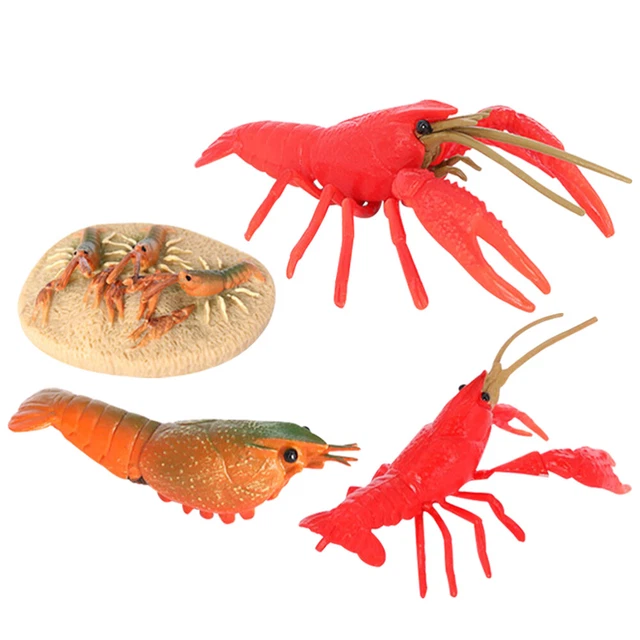 MODÈLE D'ÉCREVISSES CYCLE De Croissance Du Homard L'écrevisse Simulé ...