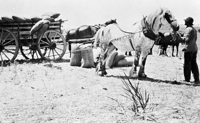 LOADING WAGON WITH swing loader Nandaly Bimbourie Victoria 1920 OLD ...