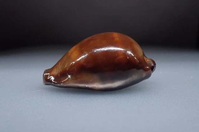 89 - SEA shells - Cypraea Erronea adusta persica - Oman - 44.3 mm $30. ...
