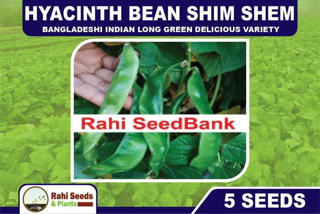 HYACINTH BEAN SHIM Shem Bangladeshi Indian Long Green Delicious Variety ...