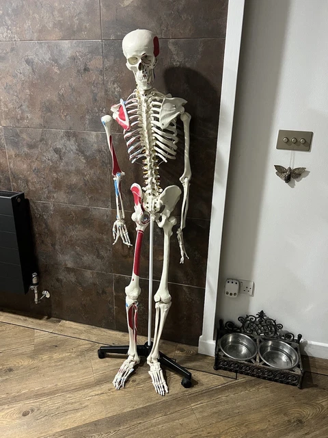 LIFE SIZE SKELETON Anatomical Model Human Medical Anatomy Skull ...