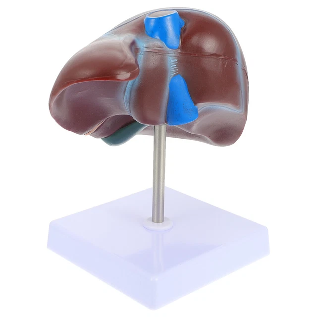 LIVER ANATOMICAL MODEL Heart Kidney Nephron Glomerulus Anatomy £43.68 ...