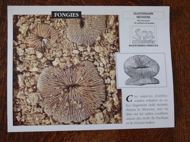 CARDBOARD CARDBOARD DINOSAUR fossil fungi £5.17 - PicClick UK